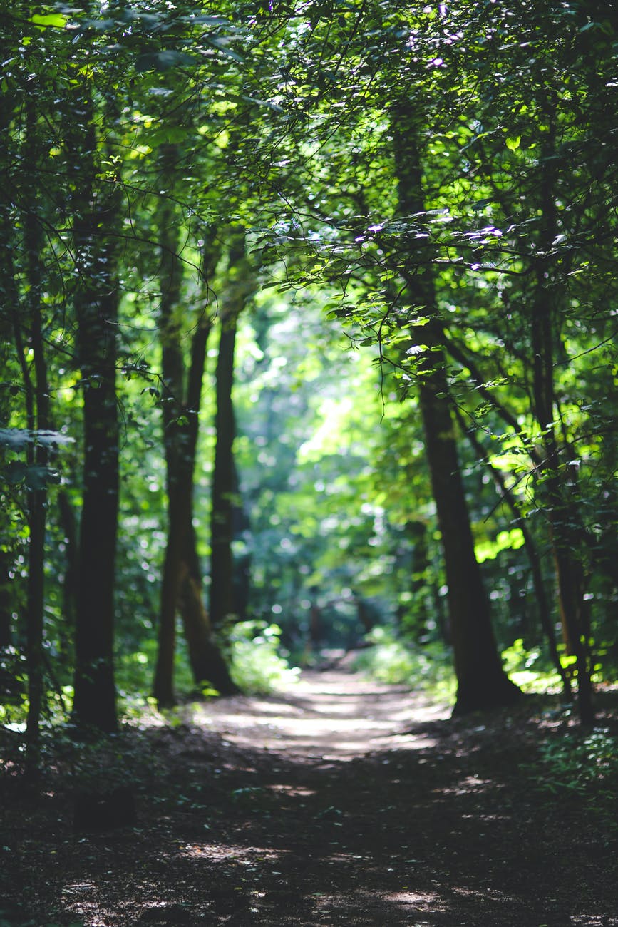 the path among the trees – Mágica Mistura